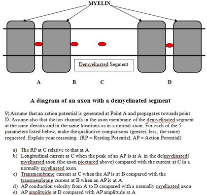 A diagram of an axon with a demyelinated segment | Chegg.com