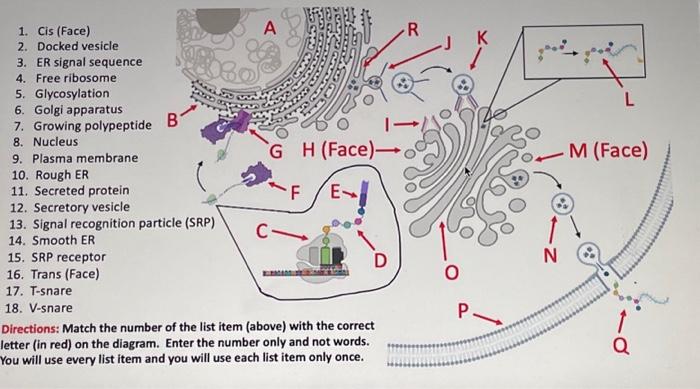 Solved 1. Cis (Face) 2. Docked vesicle 3. ER signal sequence | Chegg.com
