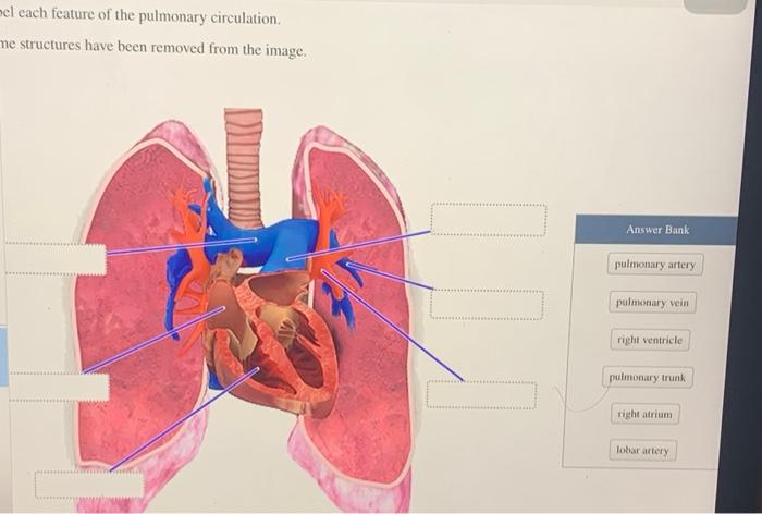 Solved wel each feature of the pulmonary circulation. me | Chegg.com