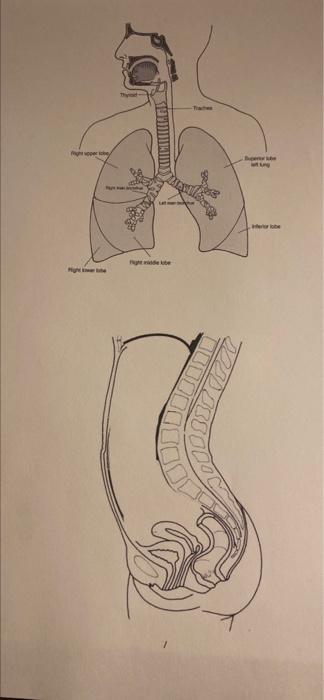 Solved 8. Neatly draw the serous membranes associated with | Chegg.com