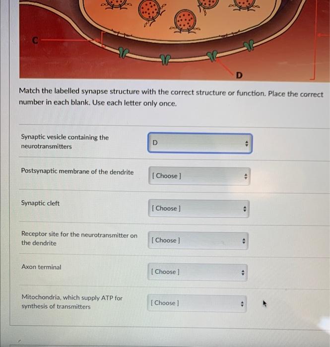 Solved Match the labelled synapse structure with the correct | Chegg.com