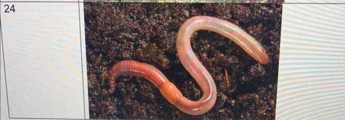 Solved These are the nine animal phyla we are working with | Chegg.com