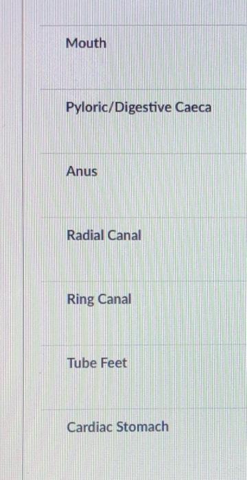 Solved Identify the Following Echinoderm Structures: Mouth | Chegg.com