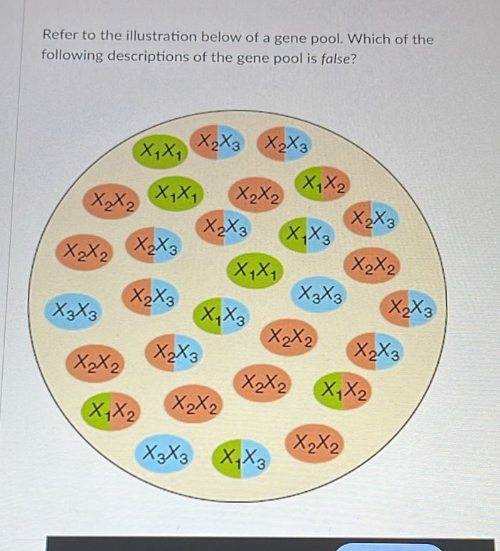 Solved Refer to the illustration below of a gene pool. Which | Chegg.com