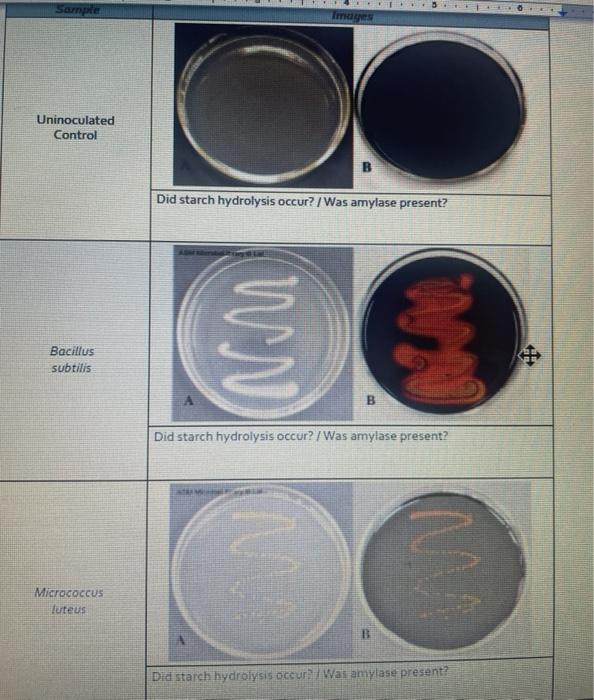 Solved Sample Images Uninoculated Control Did starch | Chegg.com