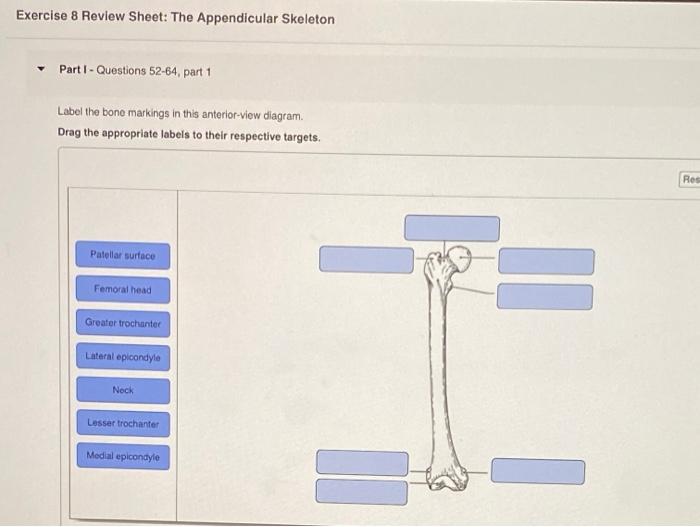 Solved Exercise 8 Review Sheet: The Appendicular Skeleton | Chegg.com