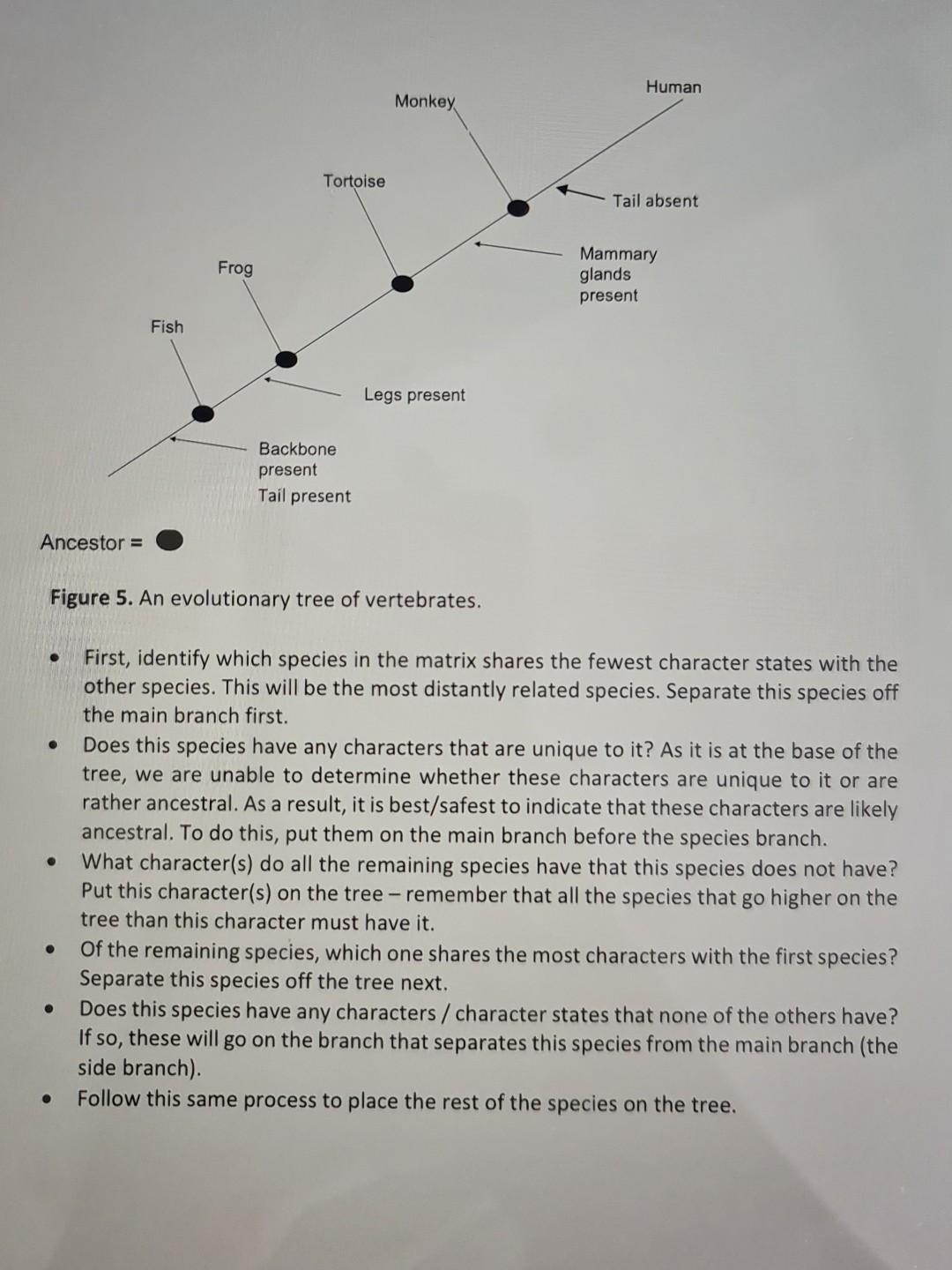 Solved PART 3: CONSTRUCTING A CLADOGRAM How to construct a | Chegg.com Solved PART 3: CONSTRUCTING A CLADOGRAM How to construct a | Chegg.com
