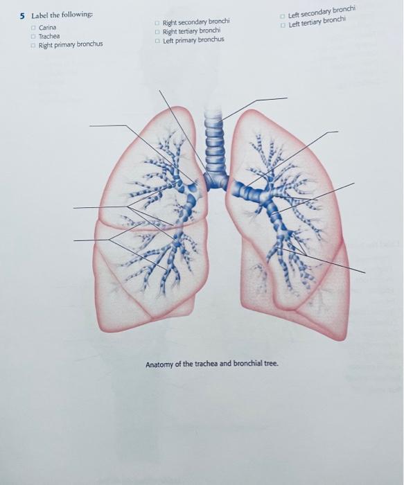 Solved 5 Label the following: Carina Trachea Right primary | Chegg.com