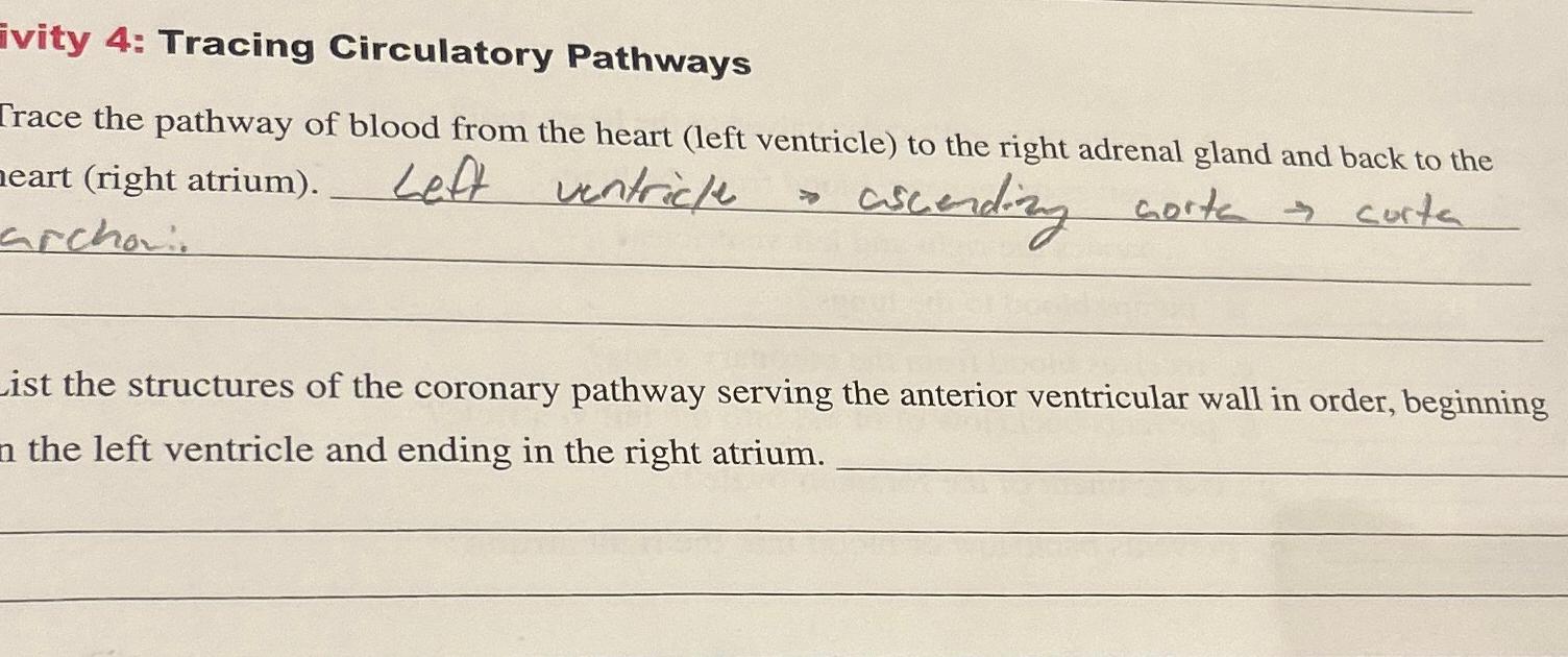 Solved ivity 4: Tracing Circulatory PathwaysTrace the | Chegg.com