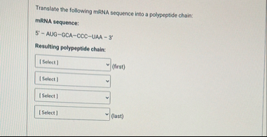 Solved Translate the following mRNA sequence into a | Chegg.com