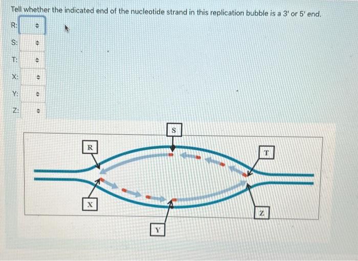 Solved Tell whether the indicated end of the nucleotide | Chegg.com