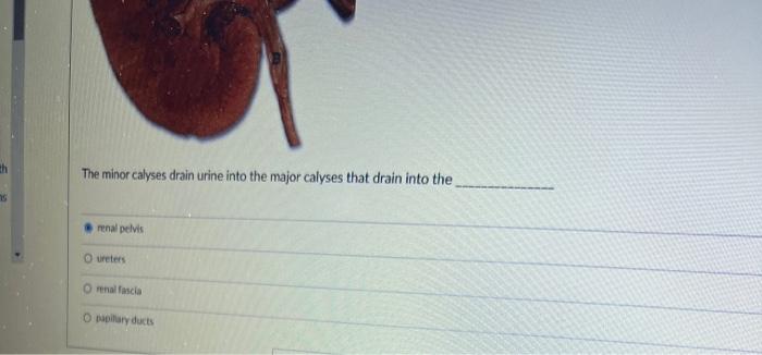 Solved The trigone is a triangular shaped, smooth area of | Chegg.com