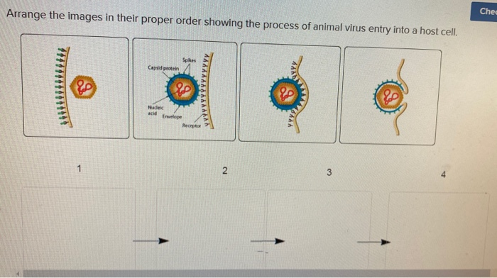Solved Chel Arrange the images in their proper order showing | Chegg.com