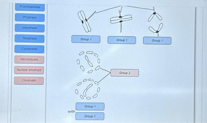 Solved The figure shows the eukaryotic chromosome as it | Chegg.com