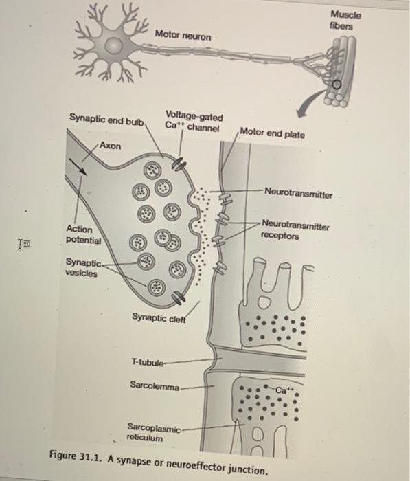 Solved Figure 31.1. A synapse or neuroeffector junction. 1. | Chegg.com