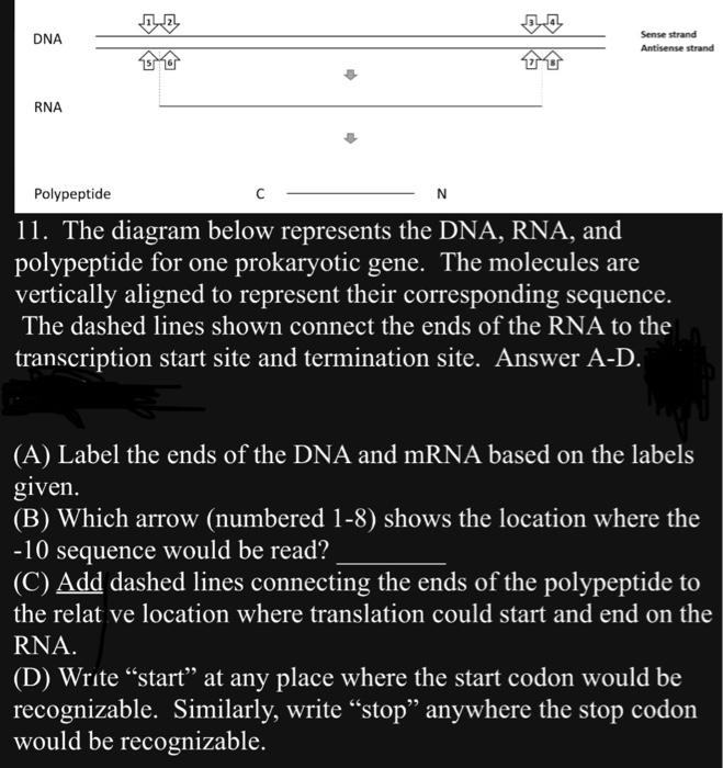 Solved 11. The diagram below represents the DNA, RNA, and | Chegg.com