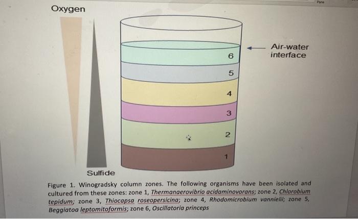 Solved Oxygen Sulfice Figure 1. Winogradsky column zones. | Chegg.com