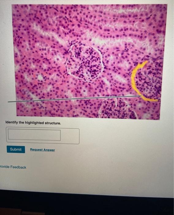 Solved Identify the highlighted structure. Submit Request | Chegg.com