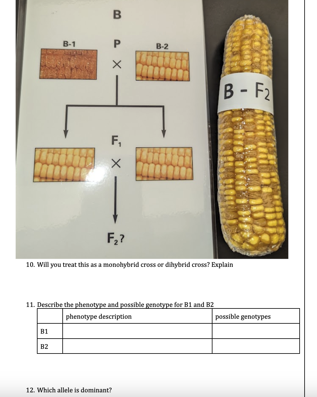 Solved Will you treat this as a monohybrid cross or dihybrid | Chegg.com