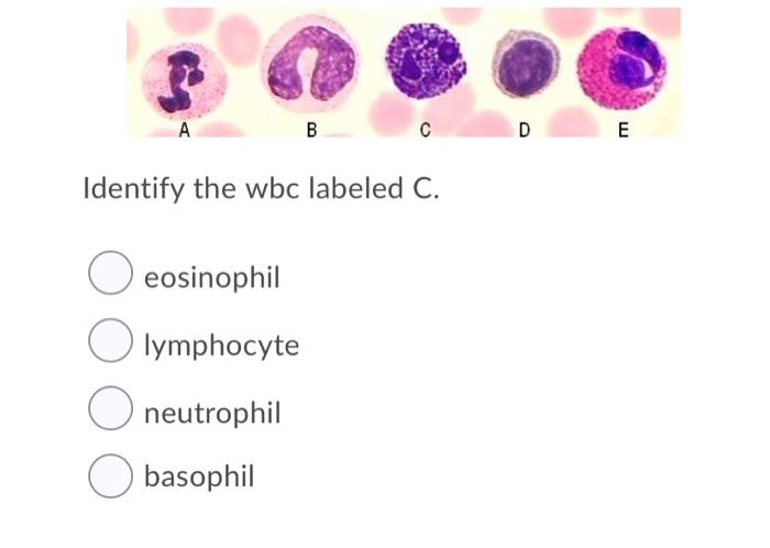 Solved A В BC с D E Identify the wbc labeled C. O eosinophil | Chegg.com