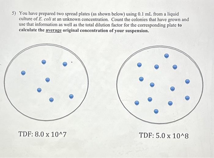 Solved 5) You have prepared two spread plates (as shown | Chegg.com