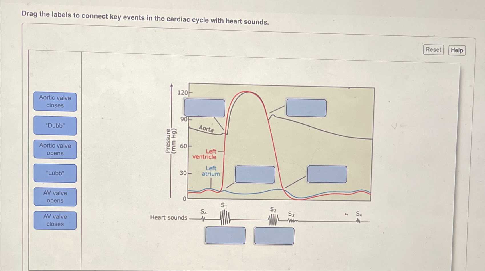 Solved Drag the labels to connect key events in the cardiac | Chegg.com