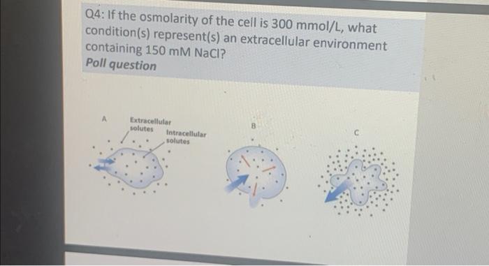 Solved Q4: If the osmolarity of the cell is 300 mmol/L, what | Chegg.com