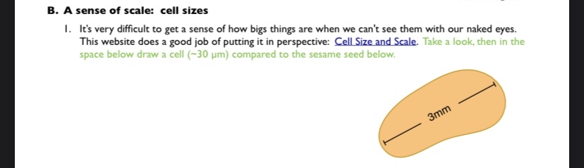 Solved B. ﻿A sense of scale: cell sizesI. It's very | Chegg.com