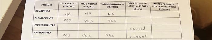 Solved PHYLUM BRYOPHYTA MONILOPHYTA CONIFEROPHYTA ANTHOPHYTA | Chegg.com