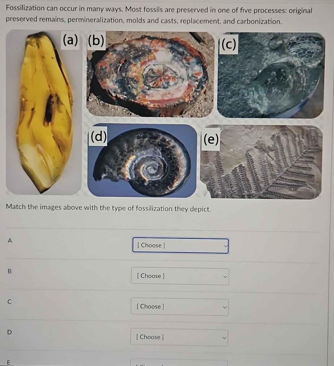 Solved Fossilization can occur in many ways. Most fossils | Chegg.com