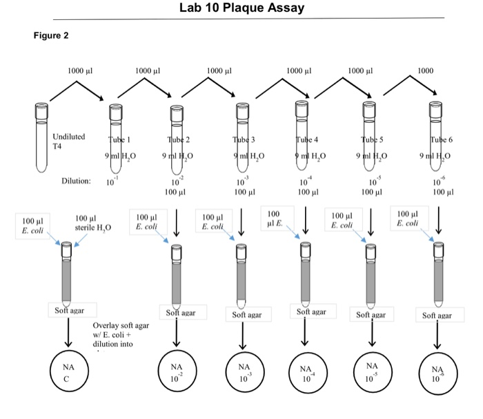 Solved C 2 3 4 1 5 Plaques counted 1 | PFU/ml of starting | Chegg.com