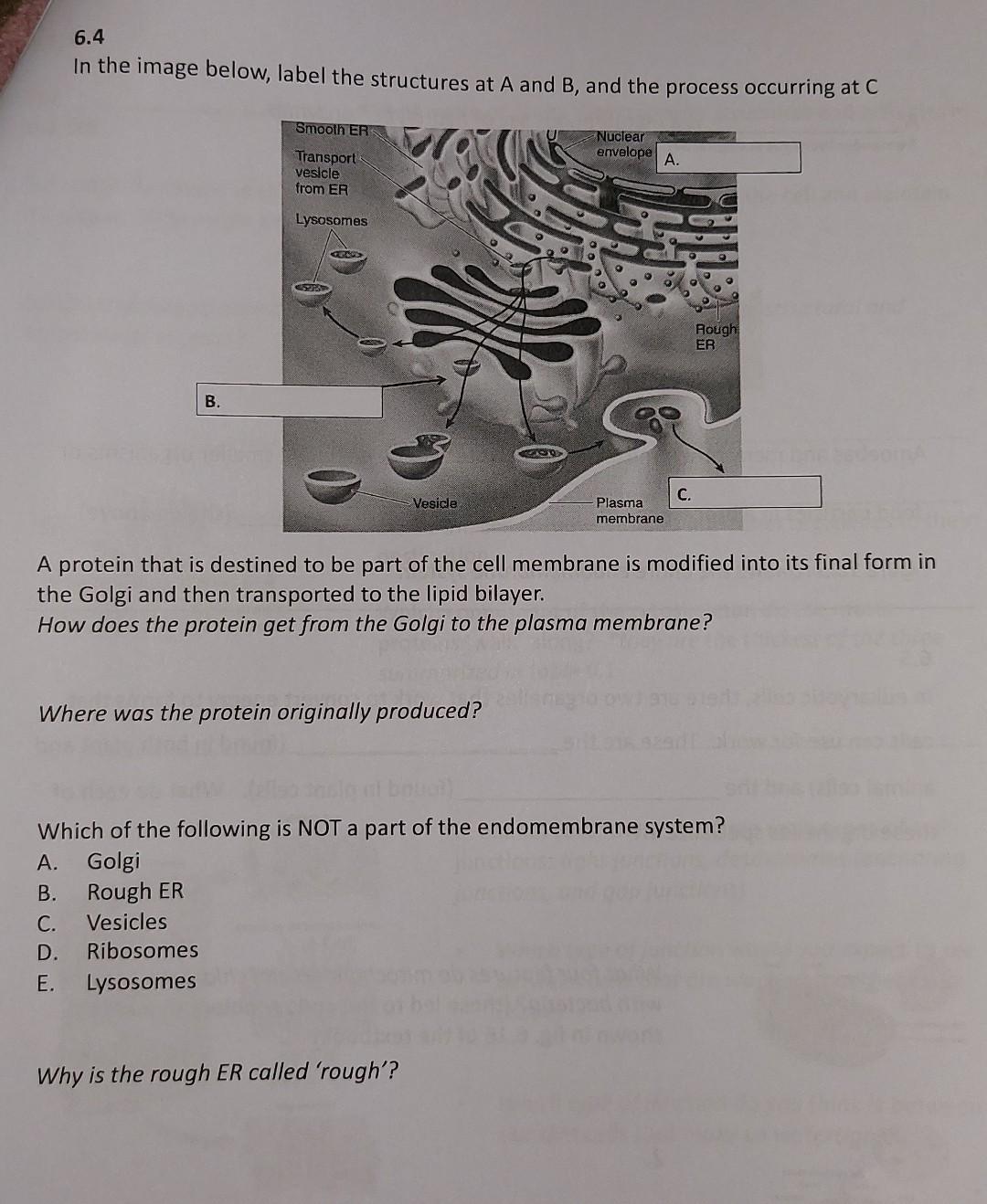 Solved Proteins share three superimposed levels of structure | Chegg.com