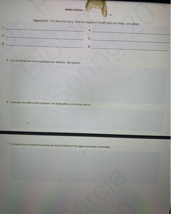 08 Skeletal System: The Appendicular Skeleton Lab 8 - | Chegg.com