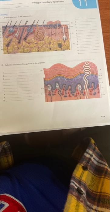 Solved label the structures of integument in the epidermis | Chegg.com
