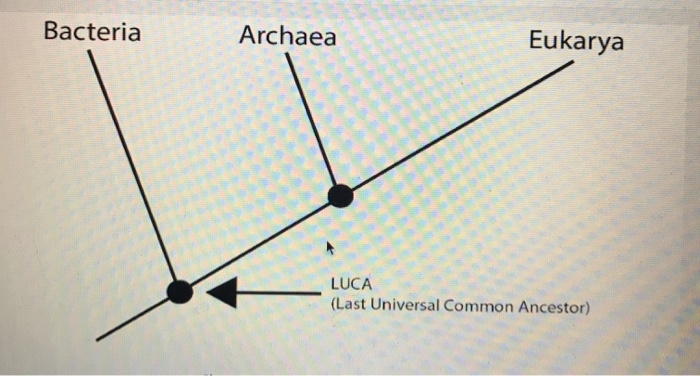 LUCA (Last Universal Common Ancestor) Characteristics | Chegg.com