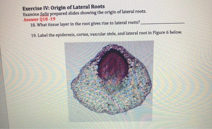 Solved 8. Label the root hairs, epidermis, cortex, and | Chegg.com
