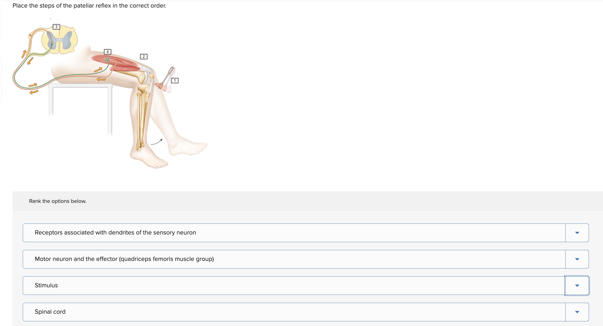 Solved Place the steps of the patellar reflex in the correct | Chegg.com