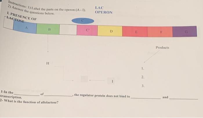 Solved Instructions: 1) Label the parts on the operon (A-1). | Chegg.com