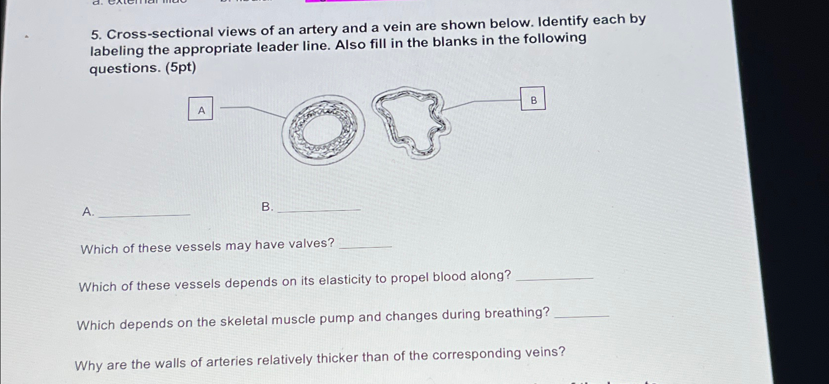 Solved Cross-sectional views of an artery and a vein are | Chegg.com