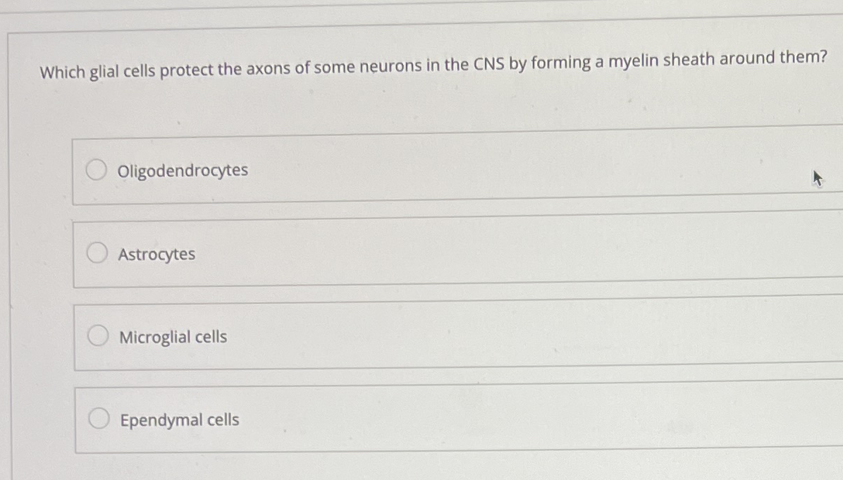 Solved Which glial cells protect the axons of some neurons | Chegg.com