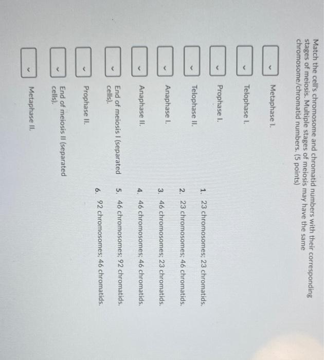 Solved Match the cell's chromosome and chromatid numbers | Chegg.com