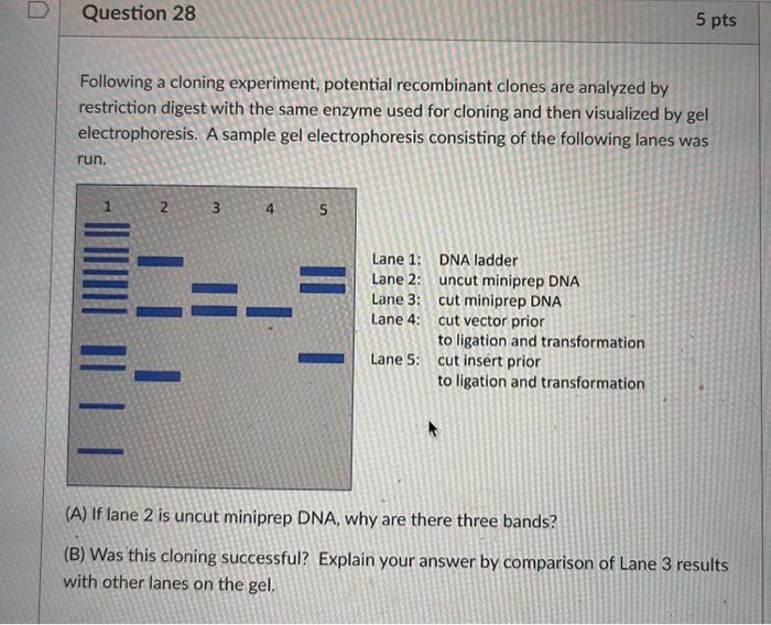 Solved Following a cloning experiment, potential recombinant | Chegg.com