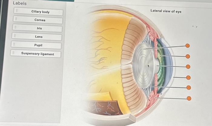 Solved Labels Ciliary body Cornea Iris Lens Pupil Suspensory | Chegg.com