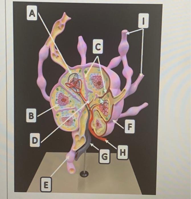 Solved identify structures a-i | Chegg.com