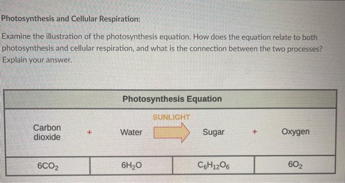 Solved Photosynthesis and Cellular Respiration: Examine the | Chegg.com