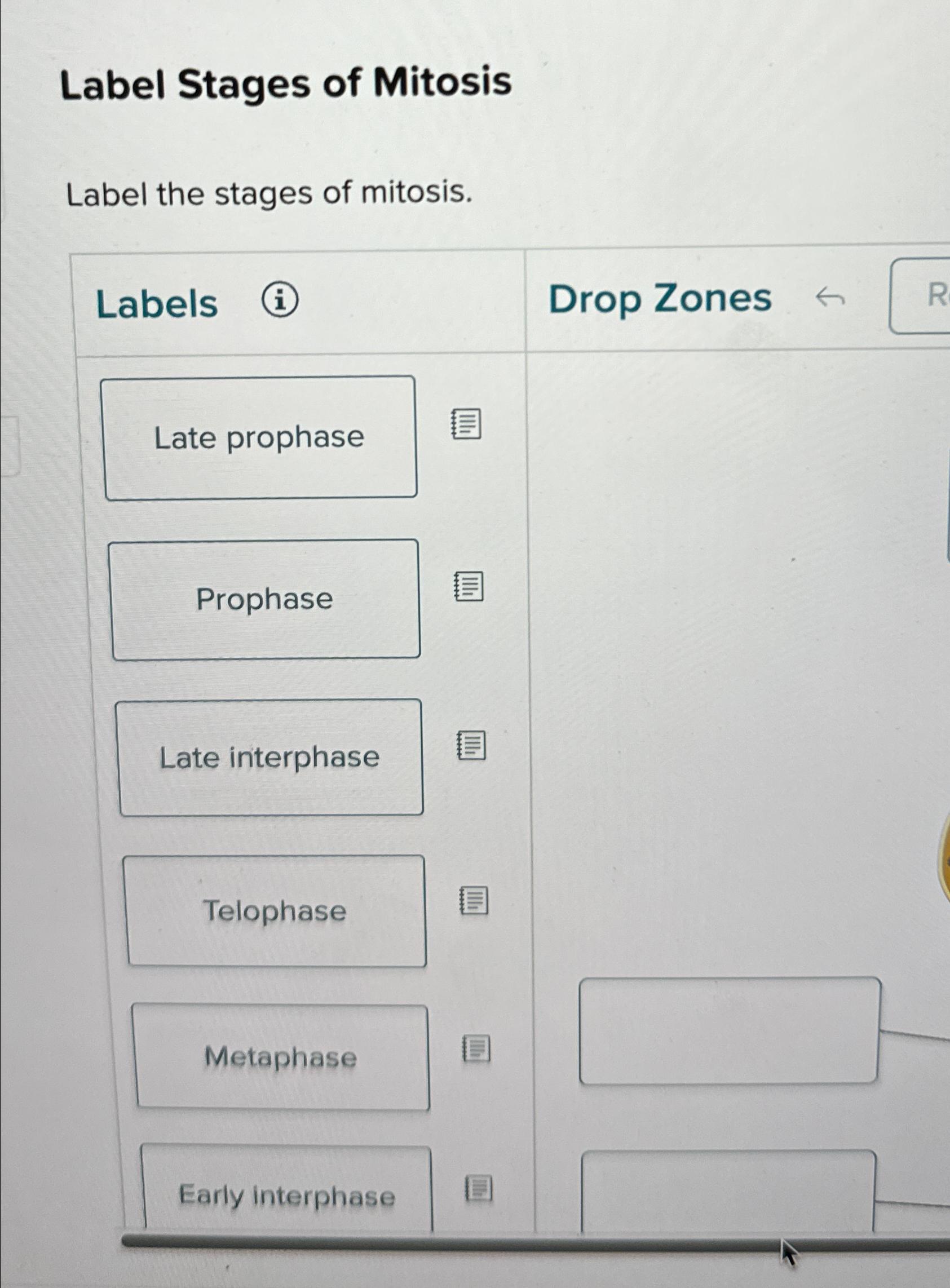Solved Label Stages of MitosisLabel the stages of | Chegg.com