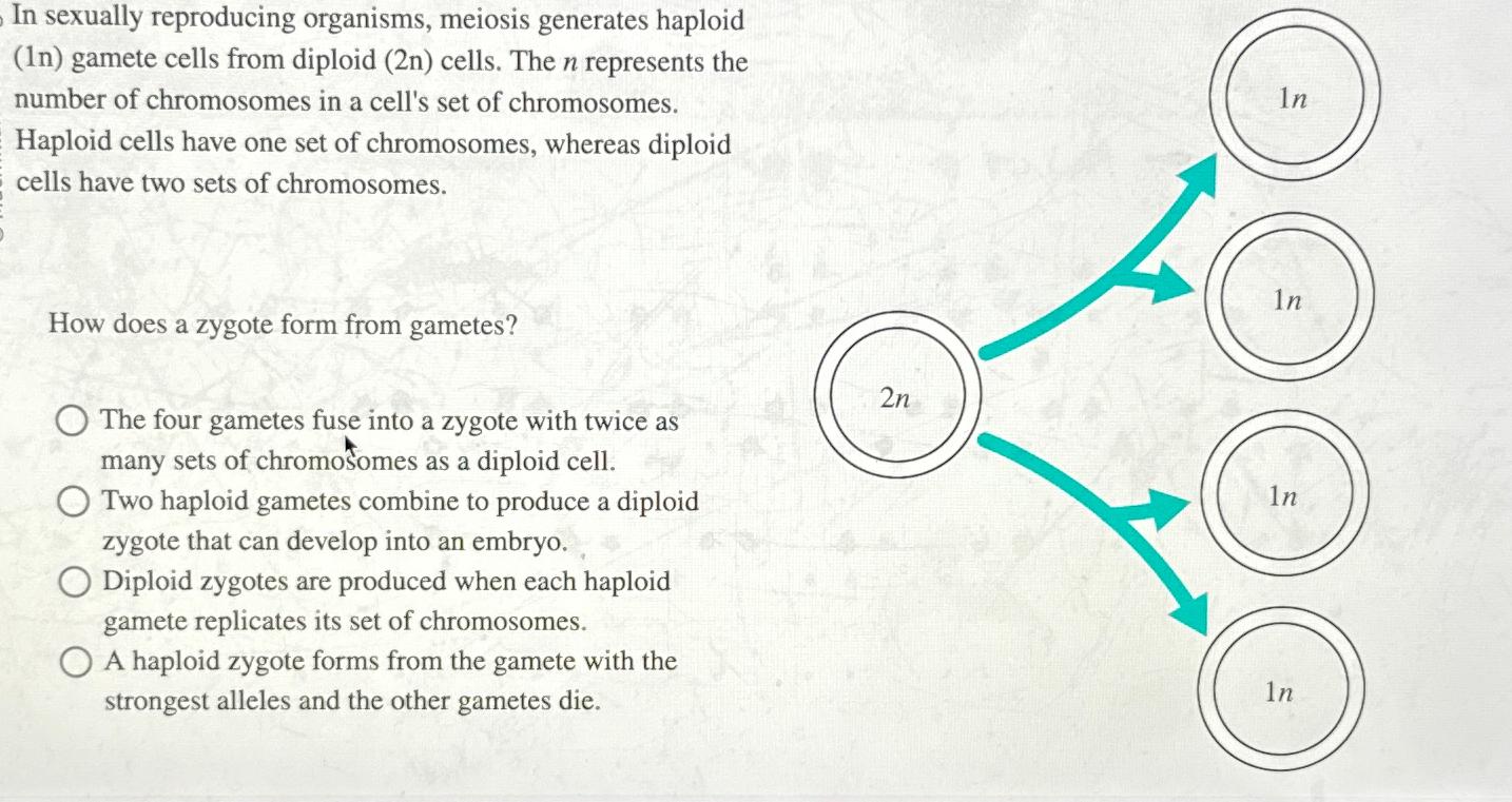 Solved In Sexually Reproducing Organisms Meiosis Generates 0323