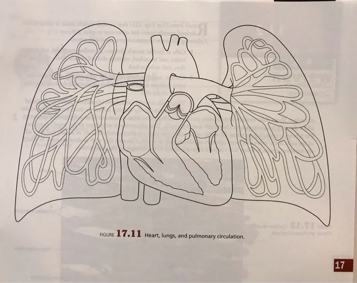 Solved Procedure 4 Tracing Blood through the Heart Now that | Chegg.com