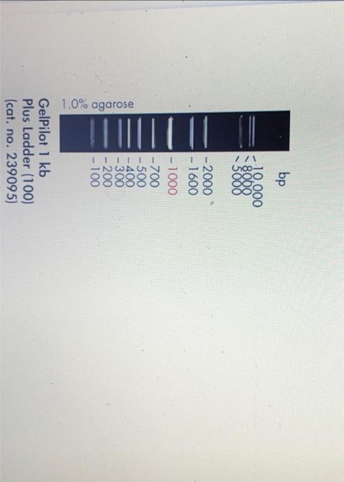 Solved this lab is a plasmid DNA mapping using restriction | Chegg.com