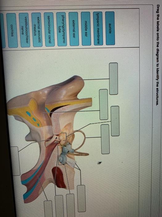 Solved Drag the labels onto the diagram to identify the | Chegg.com